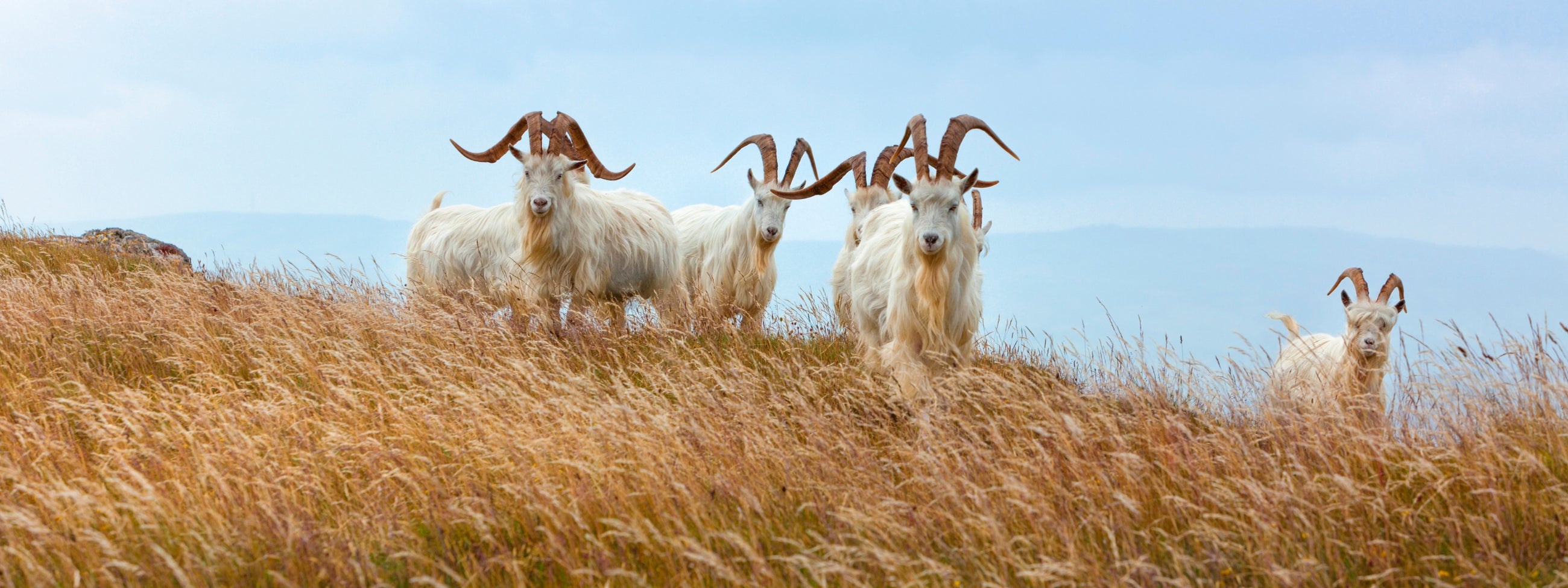 ¿Qué es el cashmere y cómo cuidarlo?